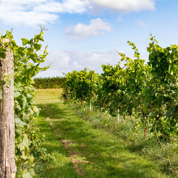 Darts Farm - Pebblebed Vineyards Tours - 2023 Season